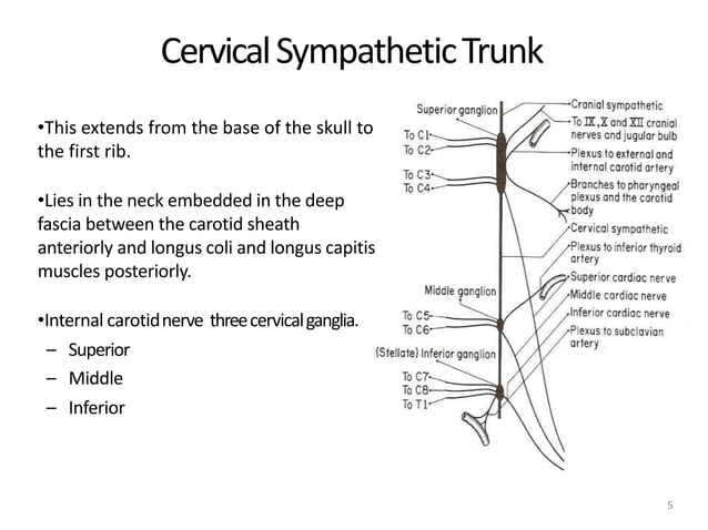 Cervical Sympathetic Trunk | PPTX | Death, Injury, or Military Conflict | Sensitive Topics