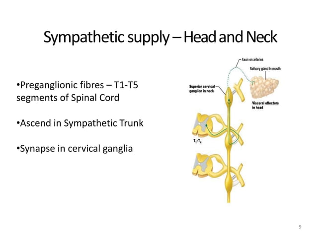 Cervical Sympathetic Trunk | PPTX | Death, Injury, or Military Conflict ...