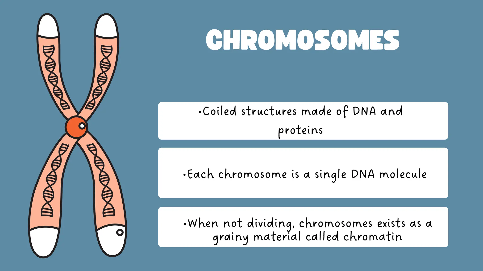 7 Chromosome Structure.pdf