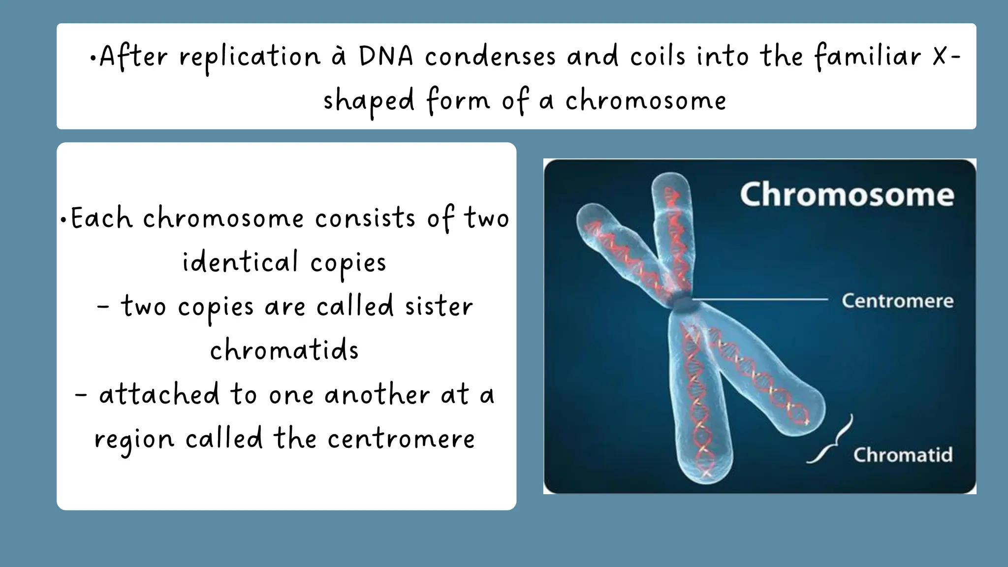 7 Chromosome Structure.pdf