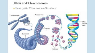 7 Chromosome Structure.pdf