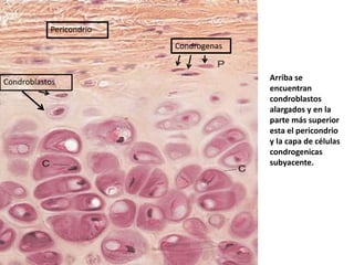 CLASE 7 CORTE 1 | PPT