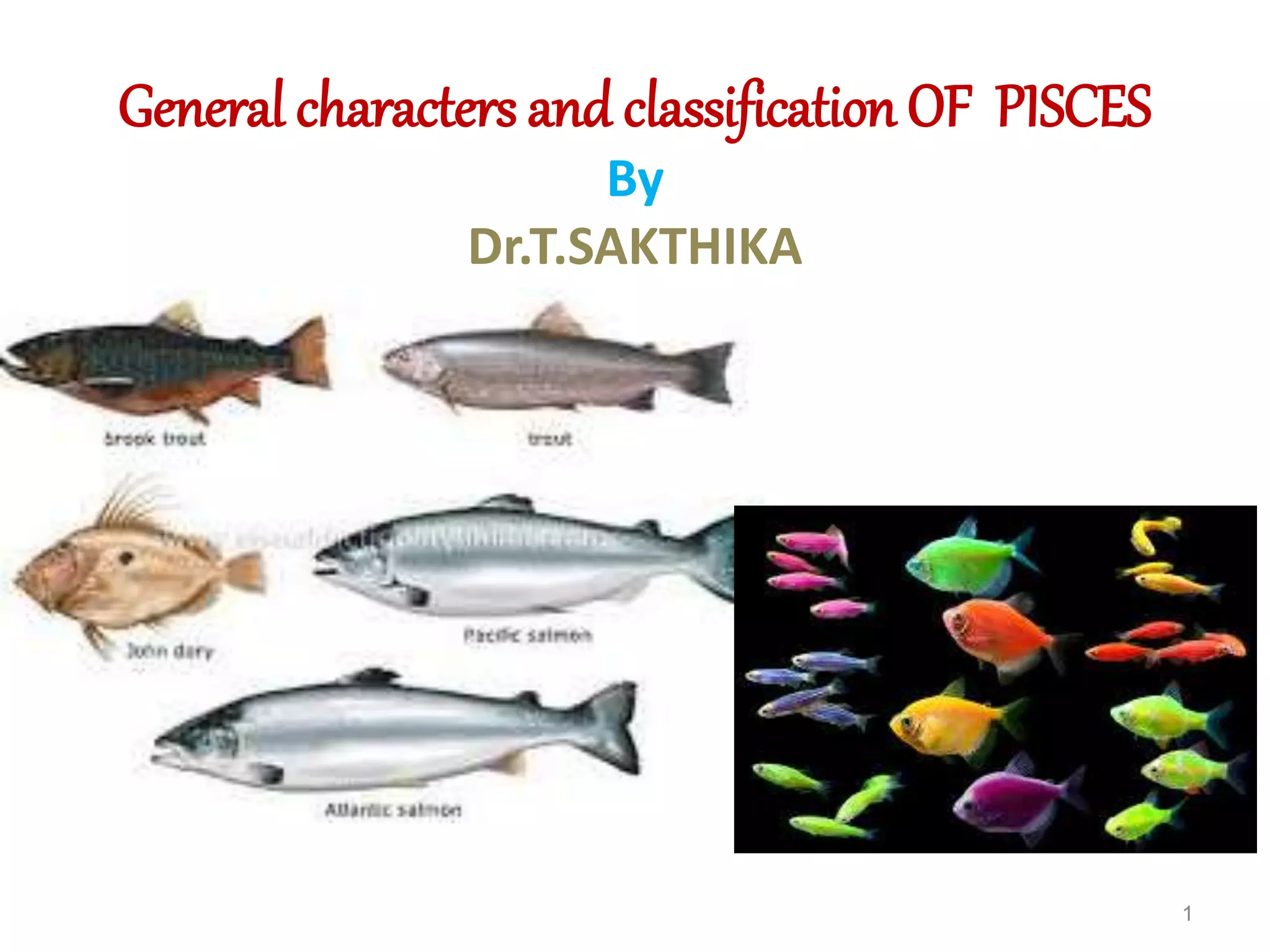 7 Classification of Pisces.ppt