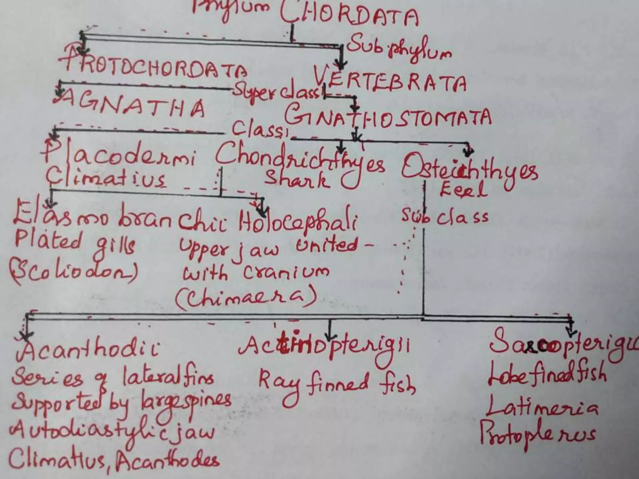 7 Classification of Pisces.ppt