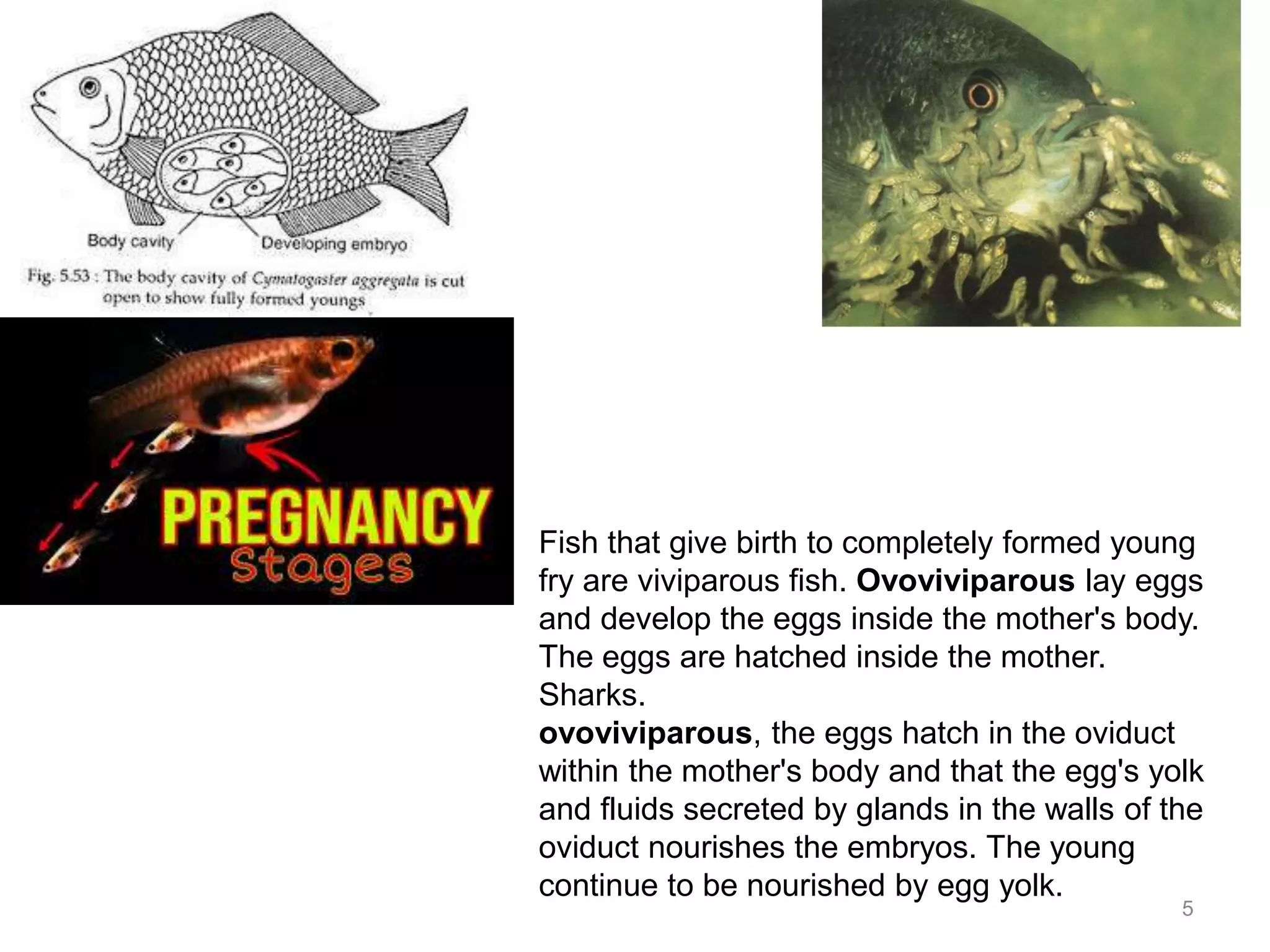 7 Classification of Pisces.ppt