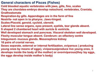 7 Classification of Pisces.ppt