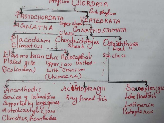 7 Classification of Pisces.ppt | Fish and Aquariums | Pets