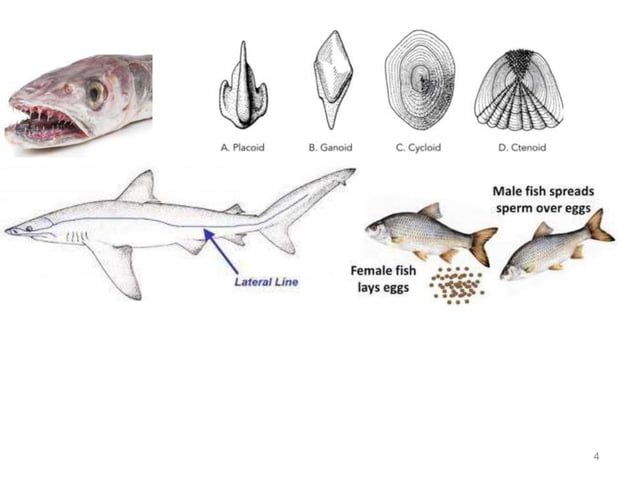 7 Classification of Pisces.ppt | Fish and Aquariums | Pets