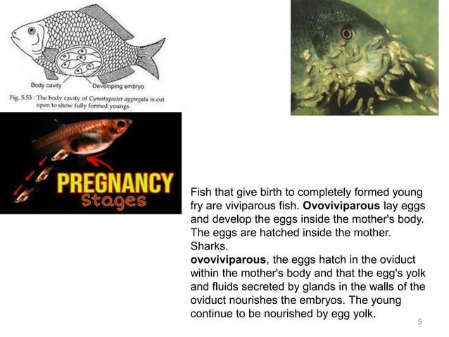 7 Classification of Pisces.ppt | Fish and Aquariums | Pets