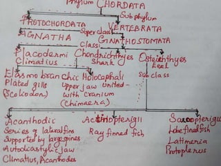 7 Classification of Pisces.ppt