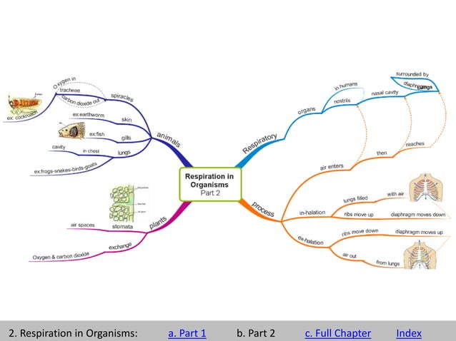 7 class science sample mindmaps | PPTX