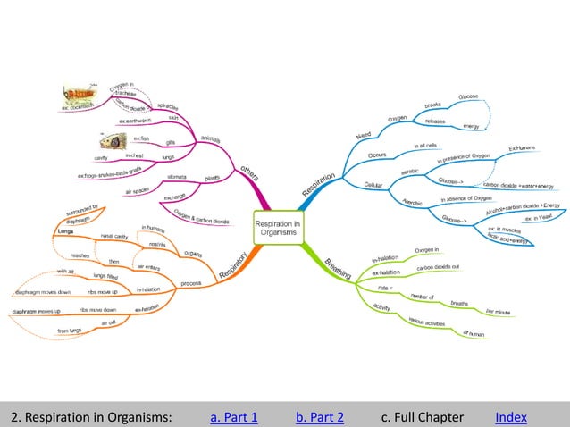 7 class science sample mindmaps | PPTX