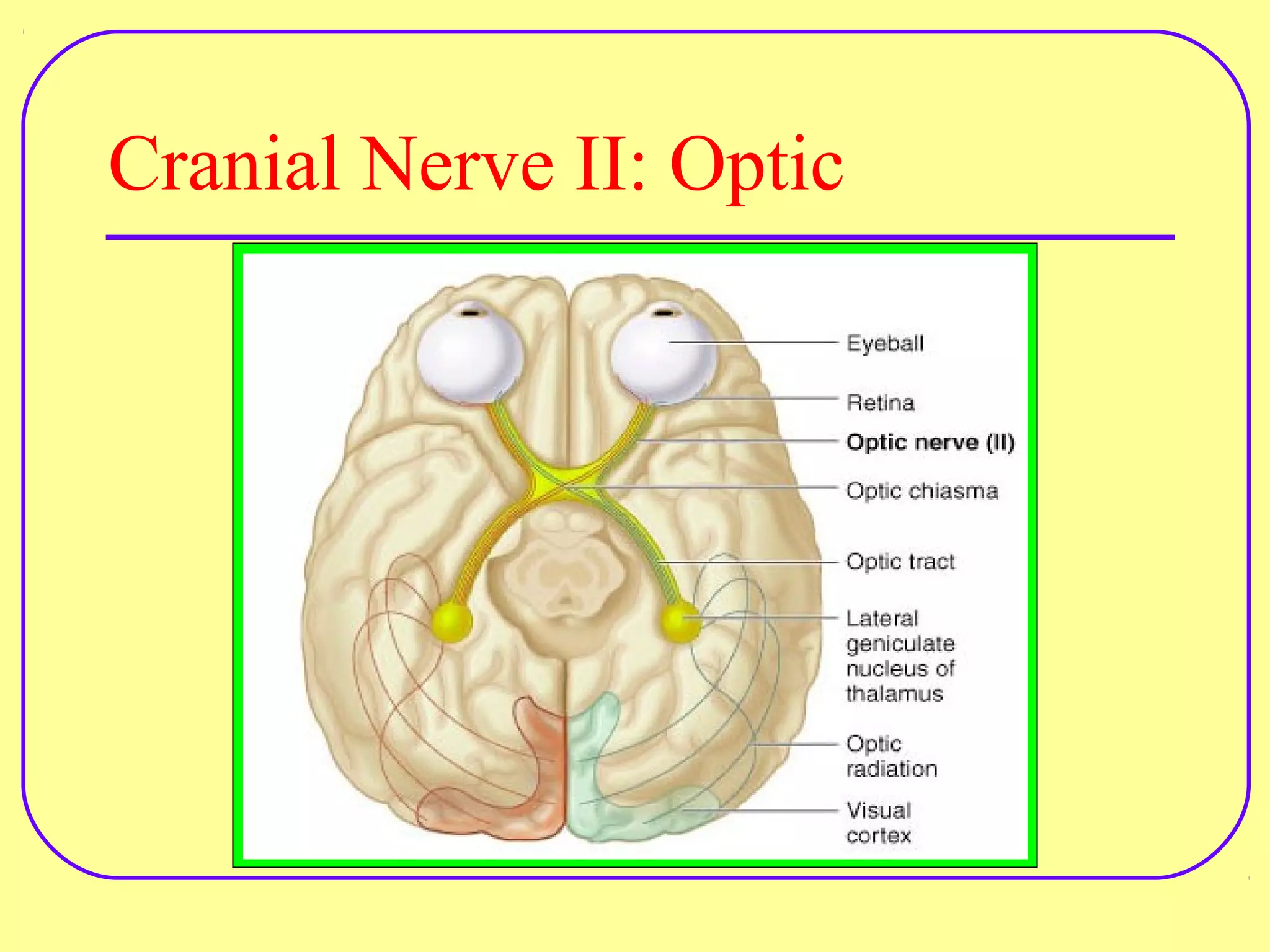 Cranial nerve examination | PPT