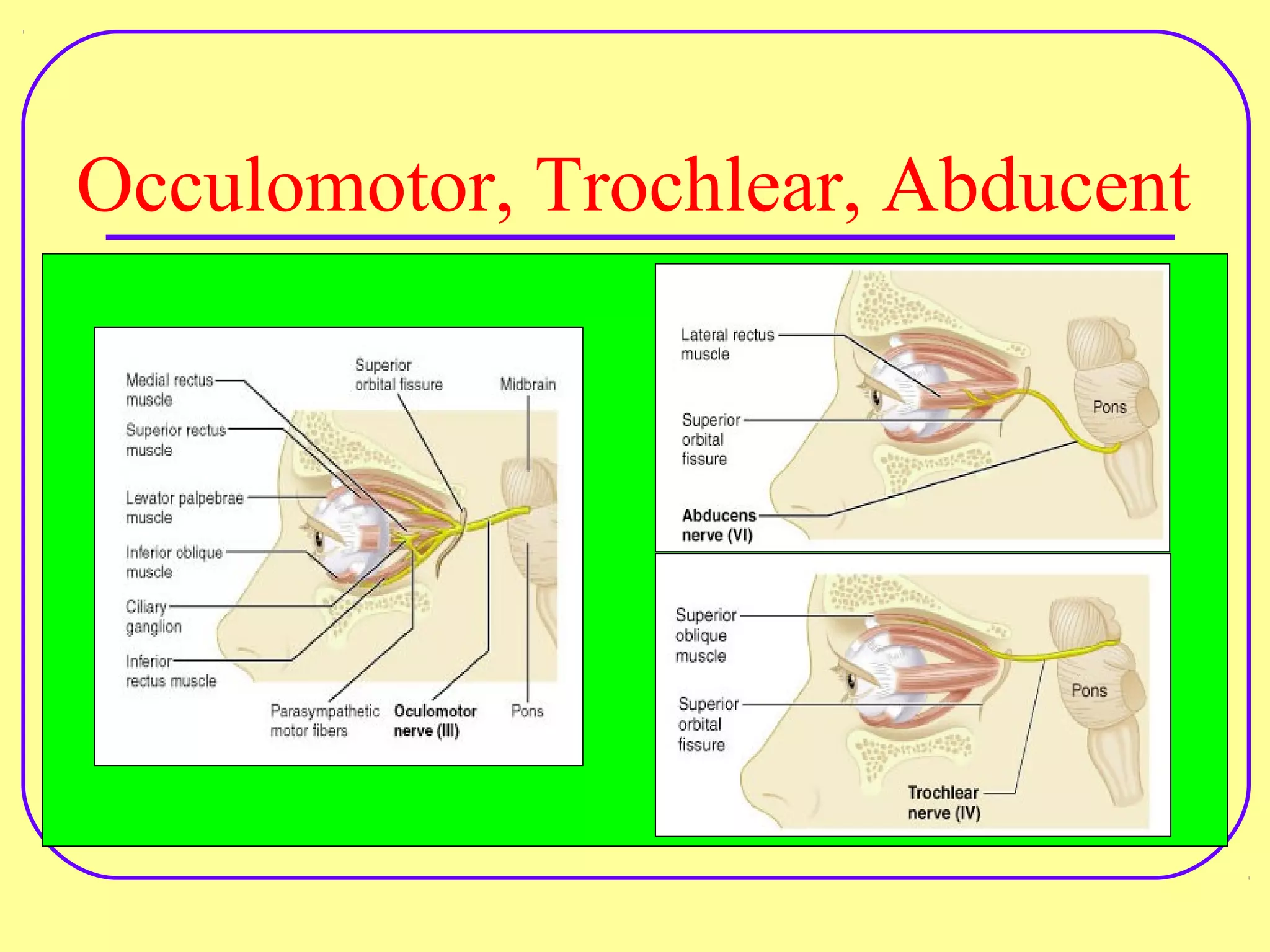 Cranial nerve examination | PPT