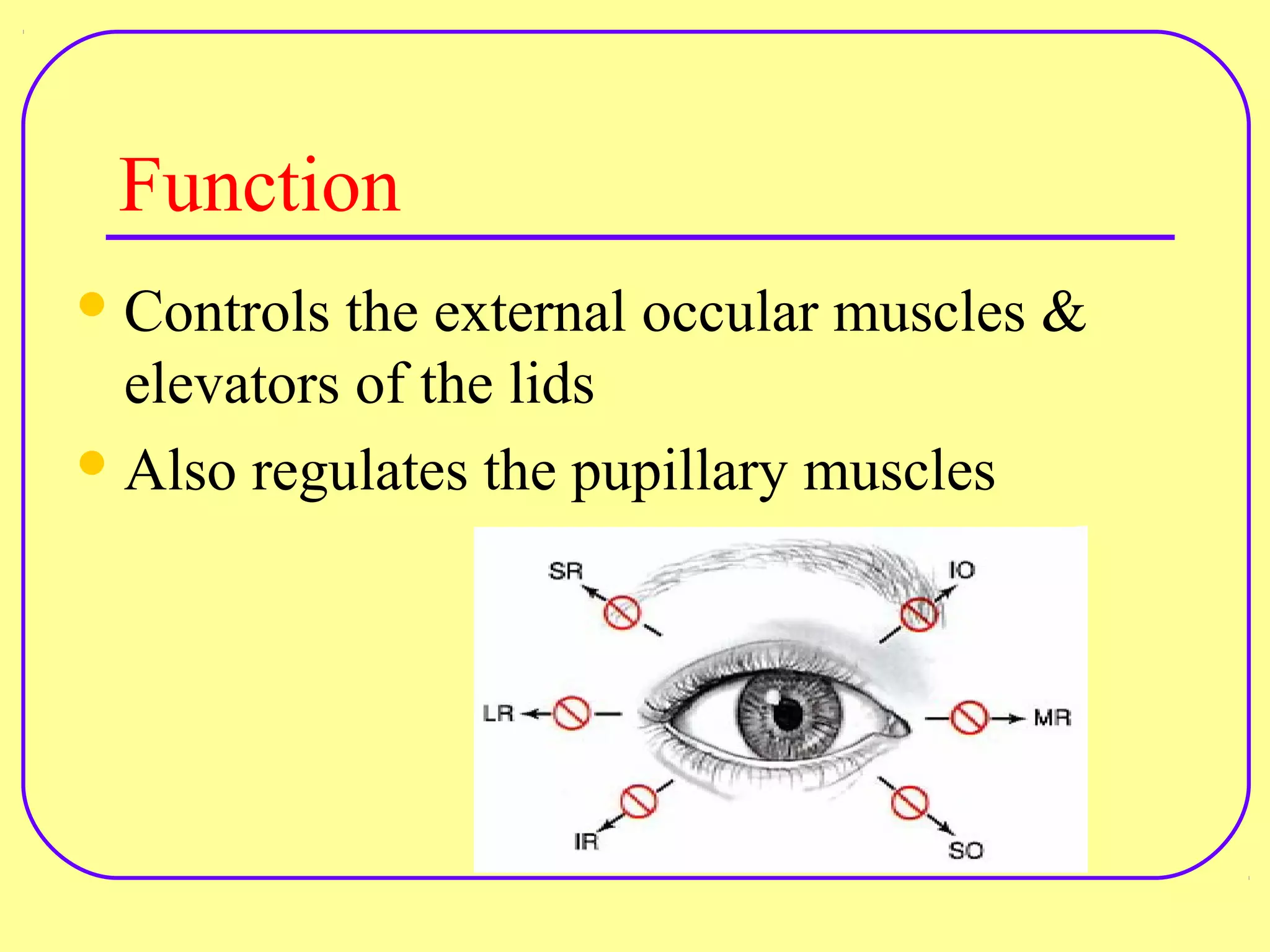 Cranial nerve examination | PPT