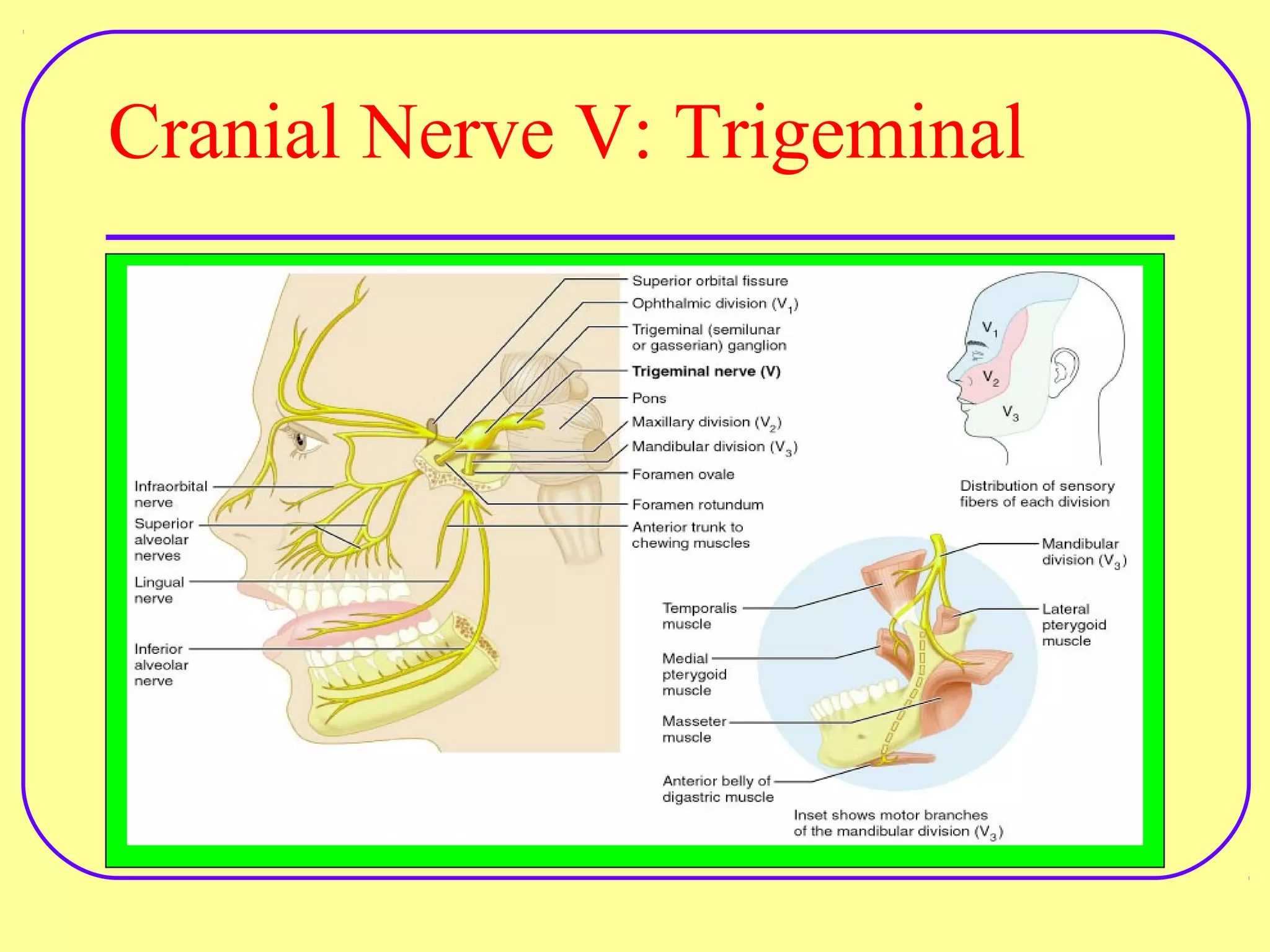 Cranial nerve examination | PPT