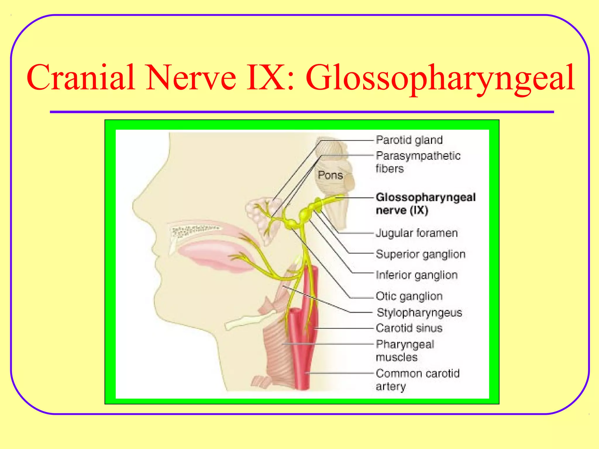 Cranial nerve examination | PPT