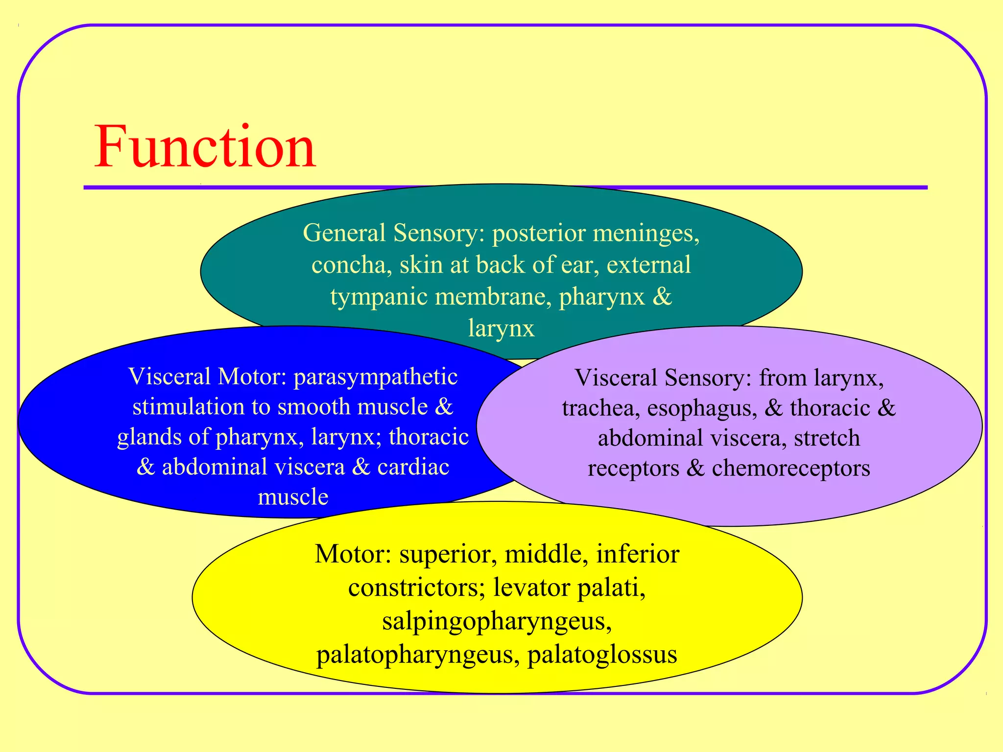 Cranial nerve examination | PPT
