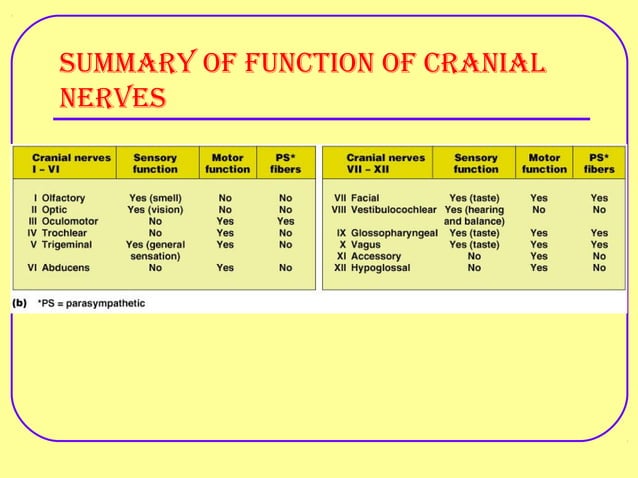Cranial nerve examination | PPT