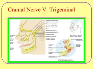 Cranial nerve examination | PPT