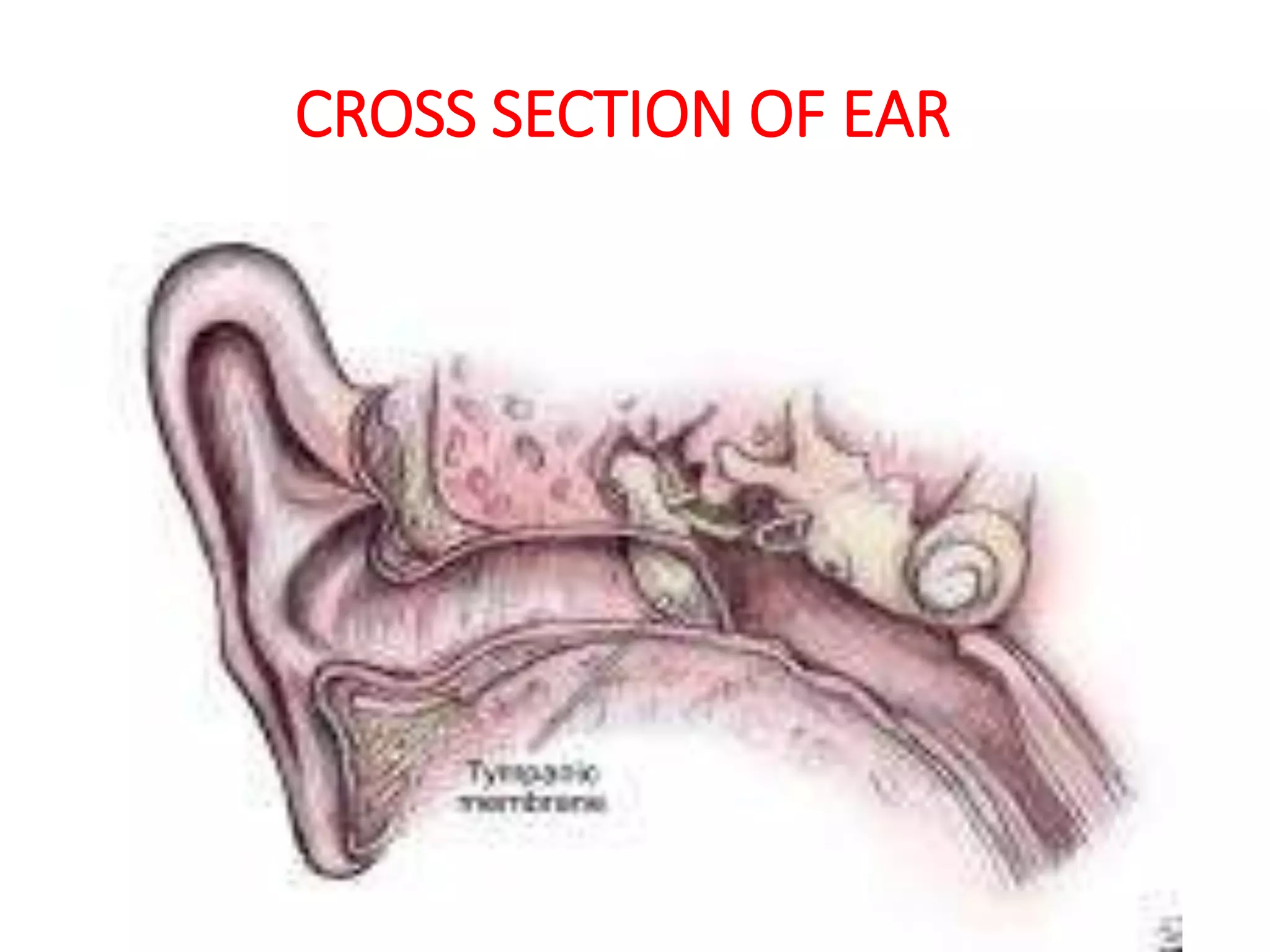 CHRONIC SUPPURATIVE OTITIS MEDIA (TUBOTYMPANIC) | PPT