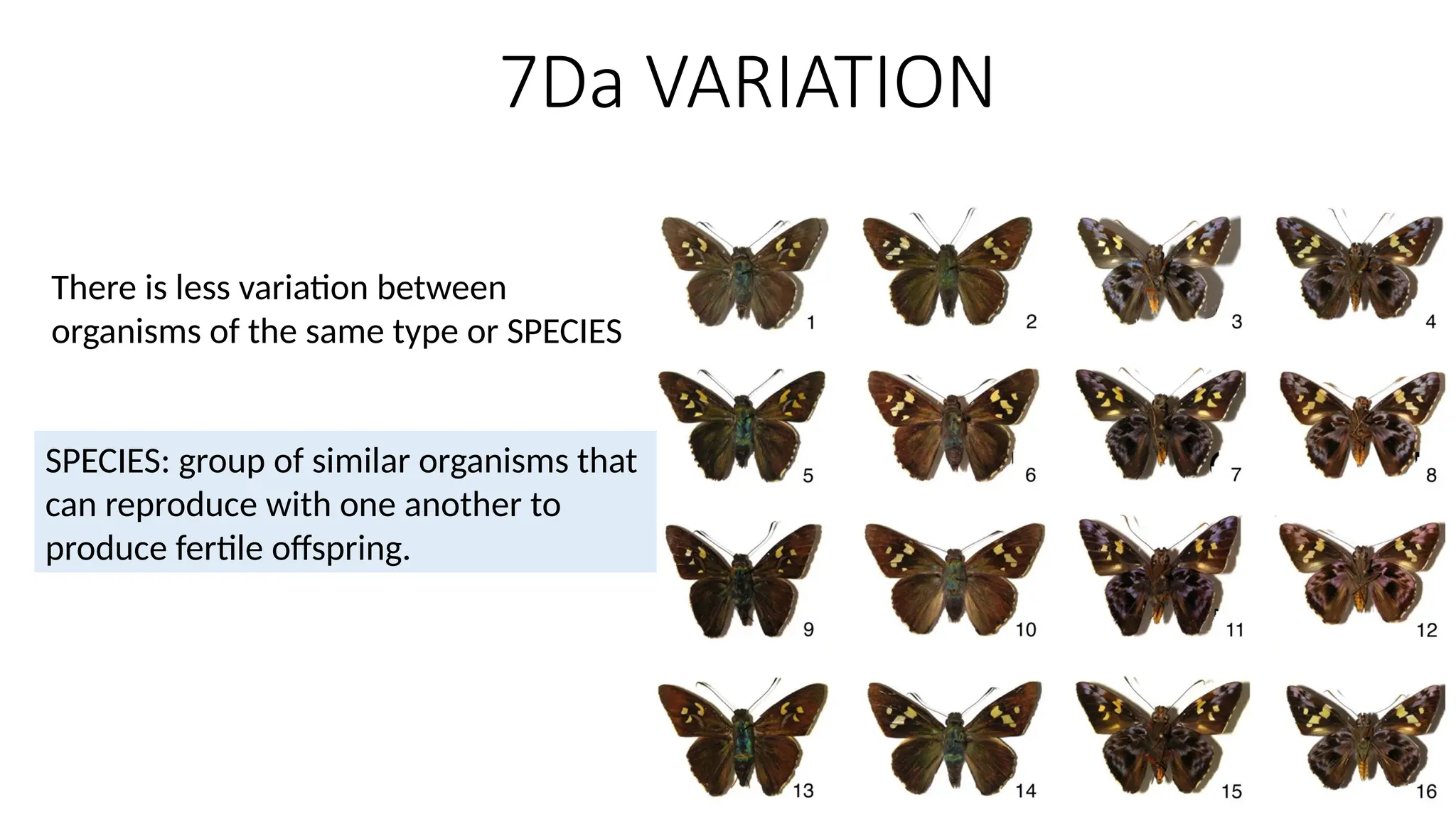 7D-CLASSIFICATION.pptx classification pt | PPTX