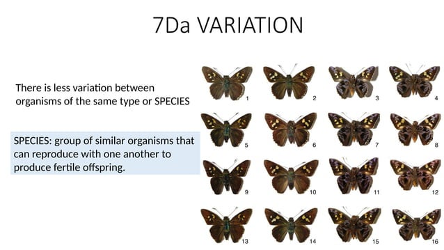 7D-CLASSIFICATION.pptx classification pt | PPT