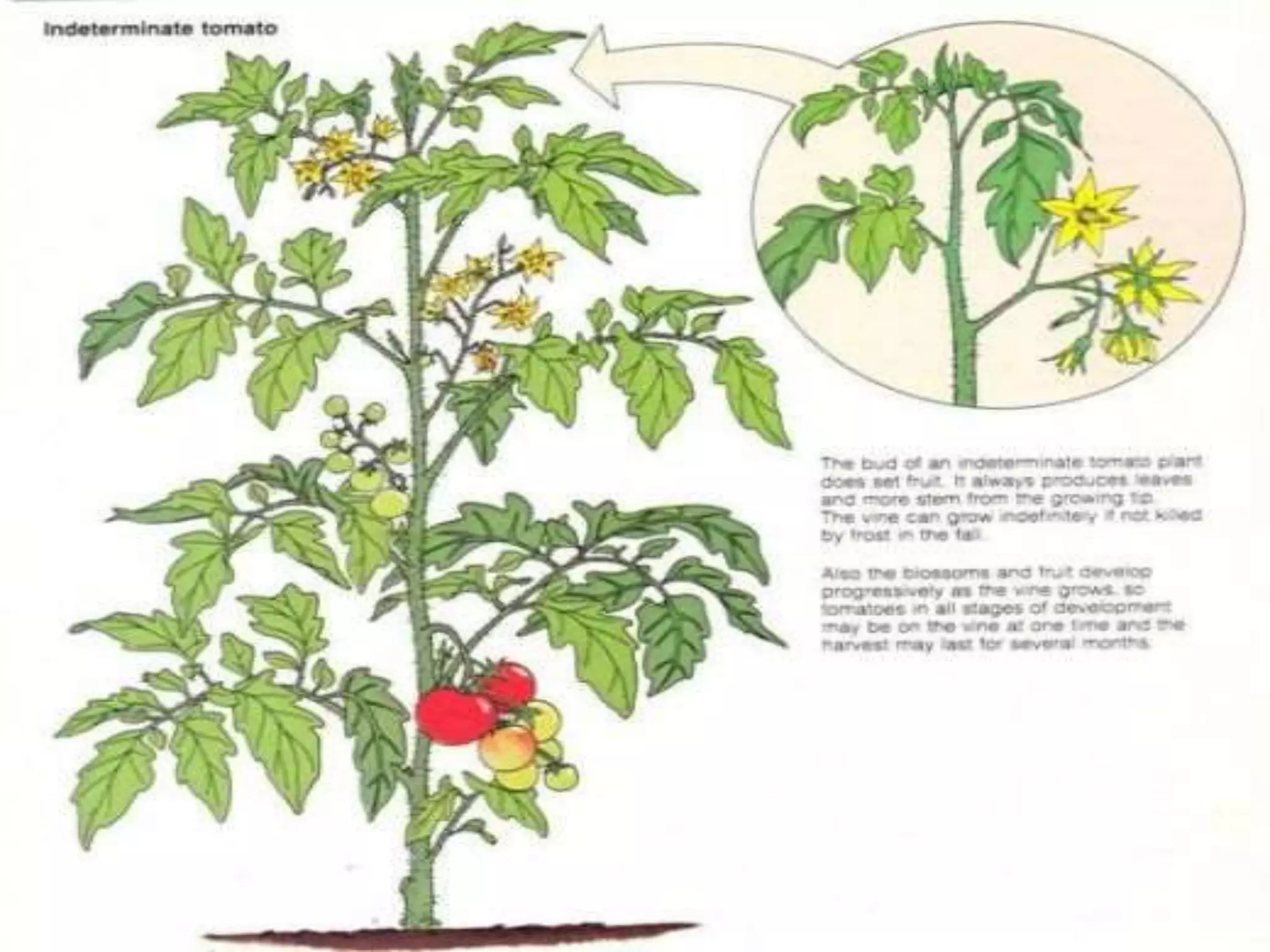 Tomato Breeding | PPTX