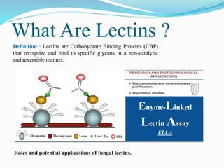 Ian Martin Final Year Presentation | PPTX