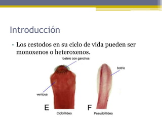 ciclo de-vida-de-cestodos--practica-6- | PPTX