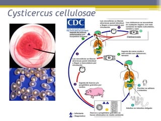 ciclo de-vida-de-cestodos--practica-6- | PPTX