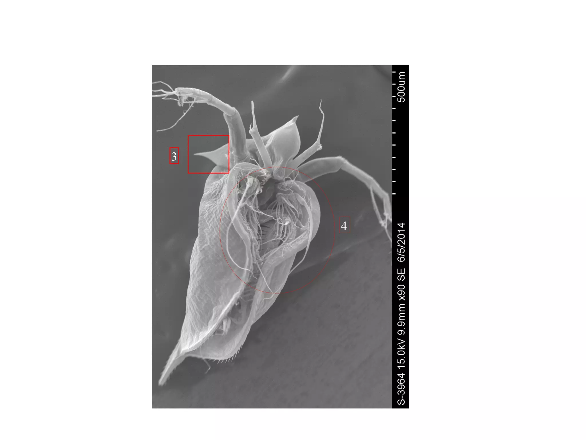 Summer Research Poster Zooplankton Identification - updated | PPT