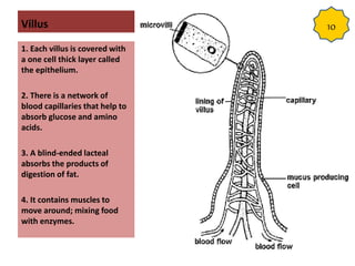 7 Digestion & absorption 2019 | PPTX