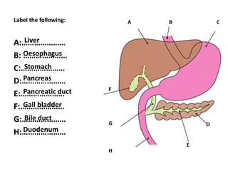 7 Digestion & absorption 2019 | PPTX