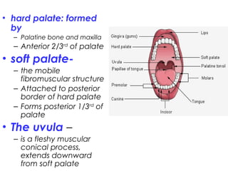 Anatomy of the Digestive System.....pptx