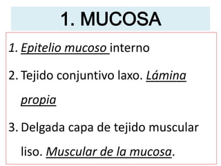Sistema digestivo | PDF