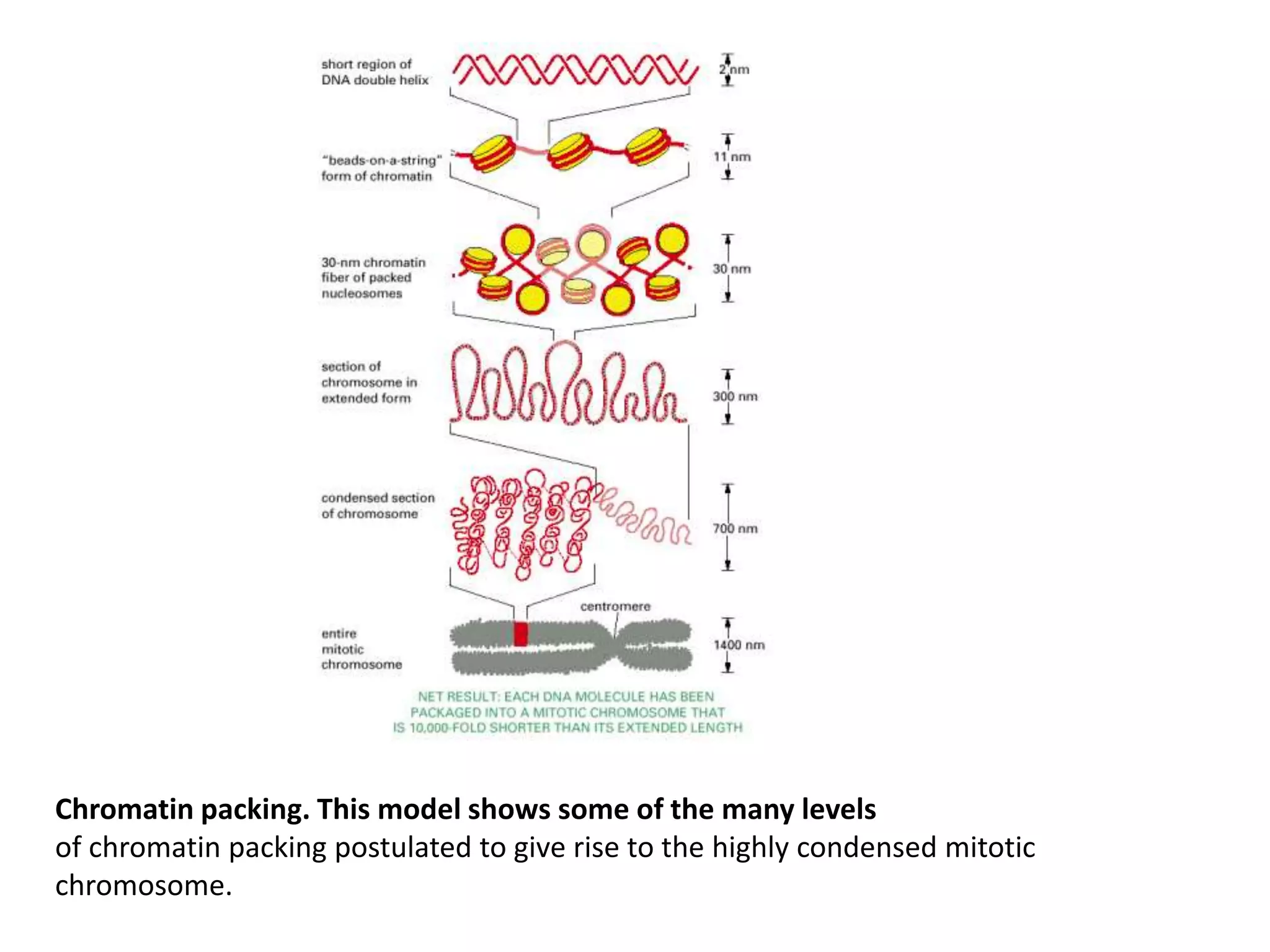 9 DNA replication, repair , recombination | PPTX