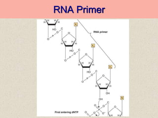 DNA metabolism | PPT