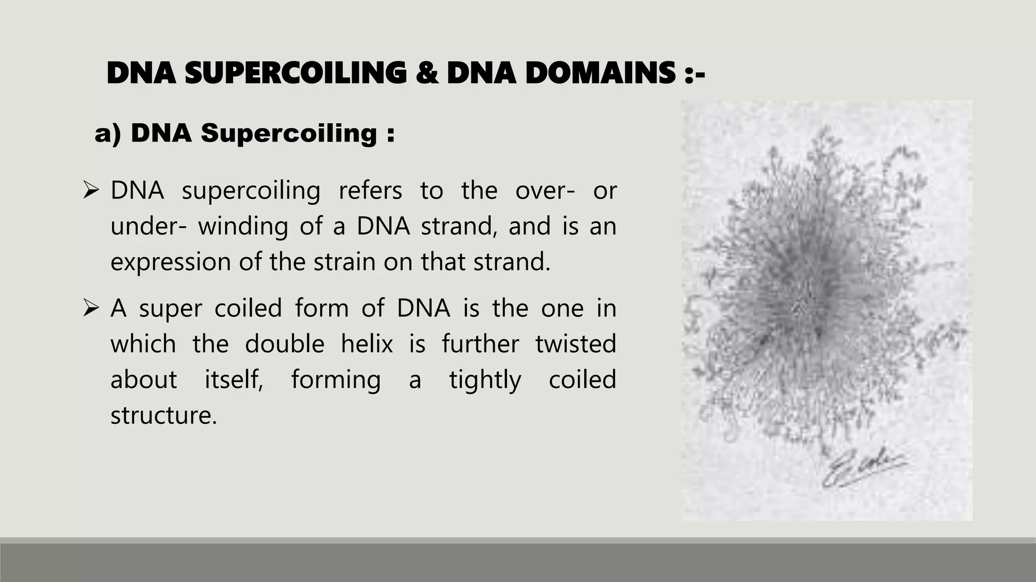 7_DNA organization in prokaryotes and eukaryotes.pptx