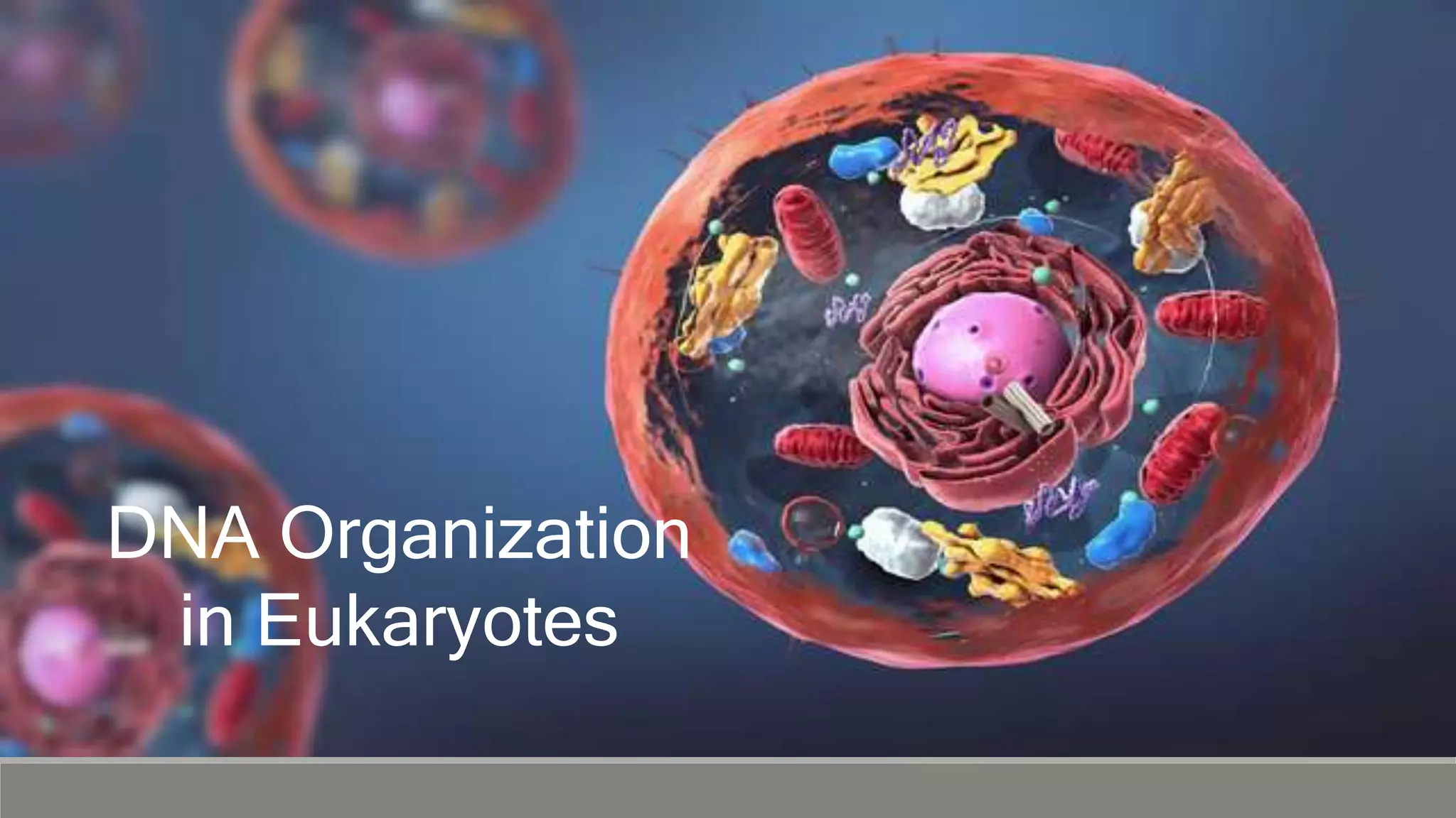 7_DNA organization in prokaryotes and eukaryotes.pptx