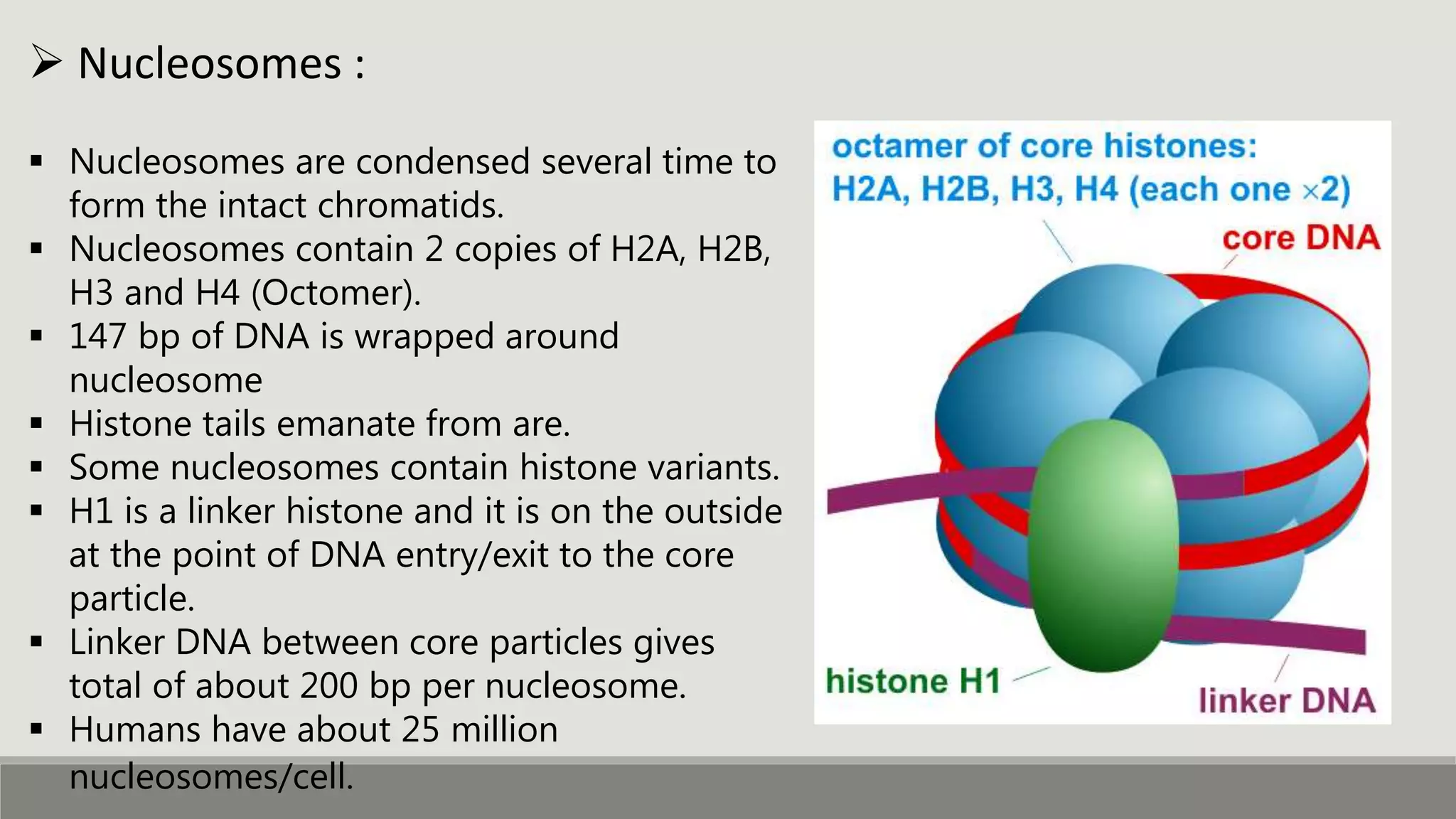 7_DNA organization in prokaryotes and eukaryotes.pptx