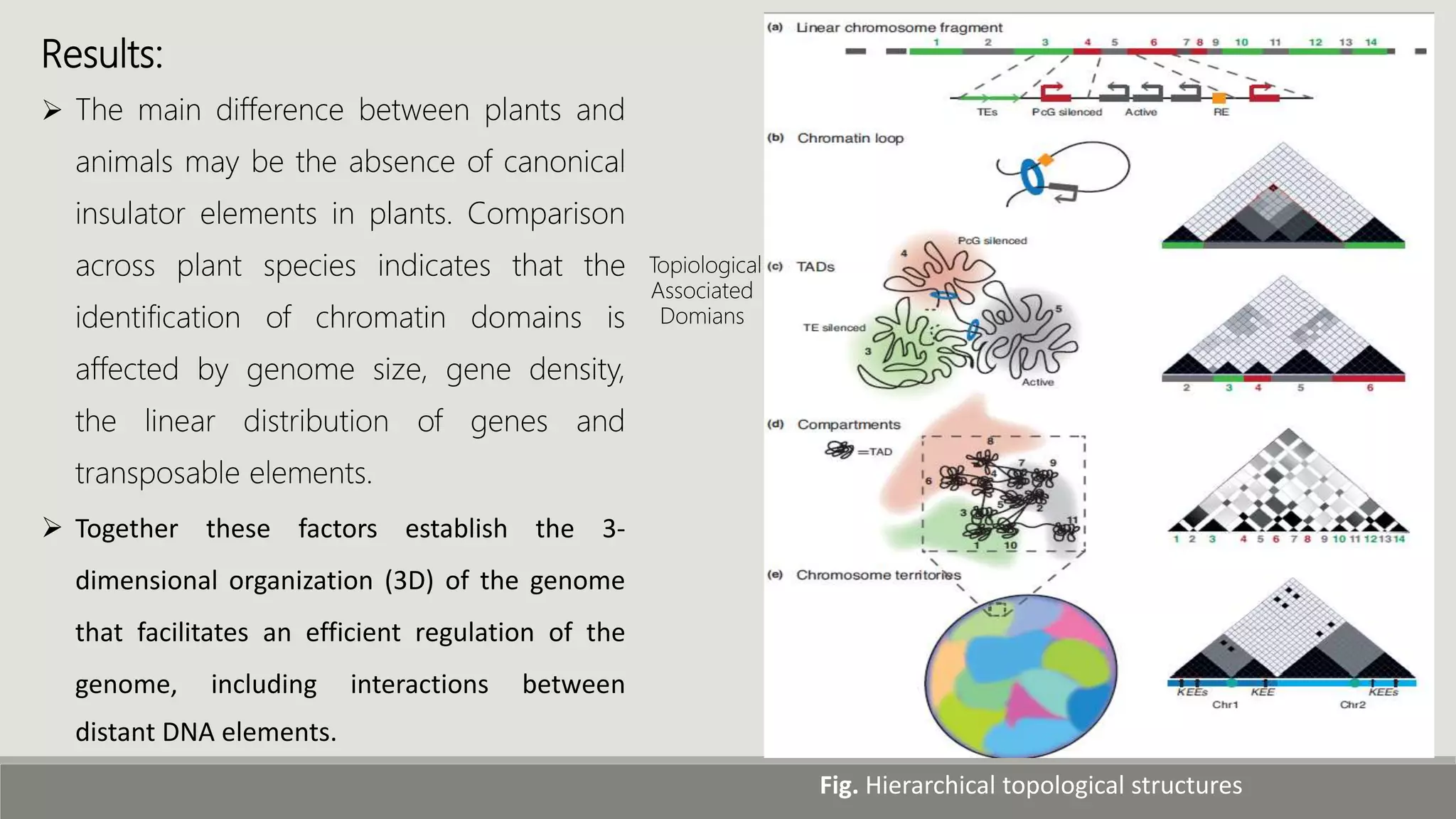 7_DNA organization in prokaryotes and eukaryotes.pptx