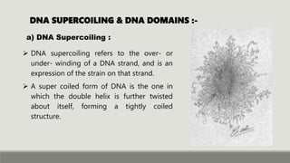 7_DNA organization in prokaryotes and eukaryotes.pptx