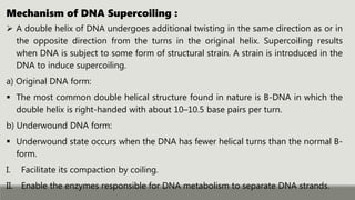 7_DNA organization in prokaryotes and eukaryotes.pptx