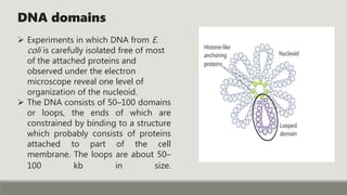 7_DNA organization in prokaryotes and eukaryotes.pptx