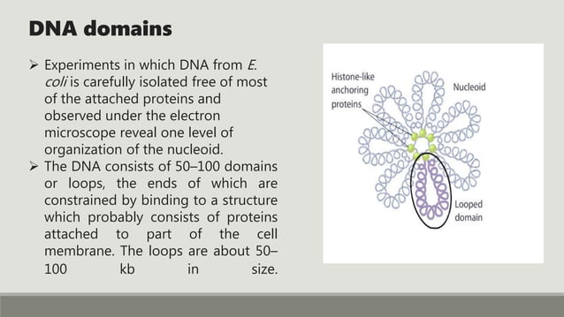 7_DNA organization in prokaryotes and eukaryotes.pptx | Biological ...