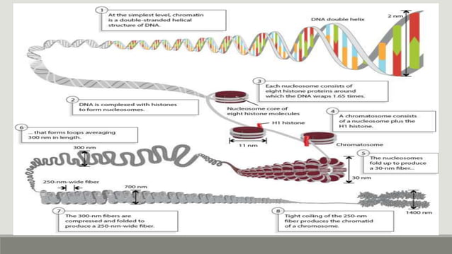 7_DNA organization in prokaryotes and eukaryotes.pptx | Biological ...