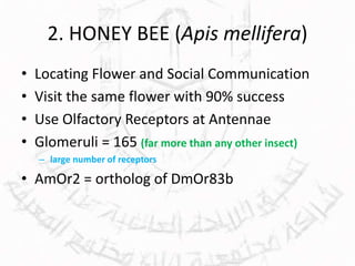 Genomics of Insect Chemoreception | PPT
