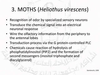 Genomics of Insect Chemoreception | PPT