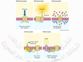 Genomics of Insect Chemoreception | PPT